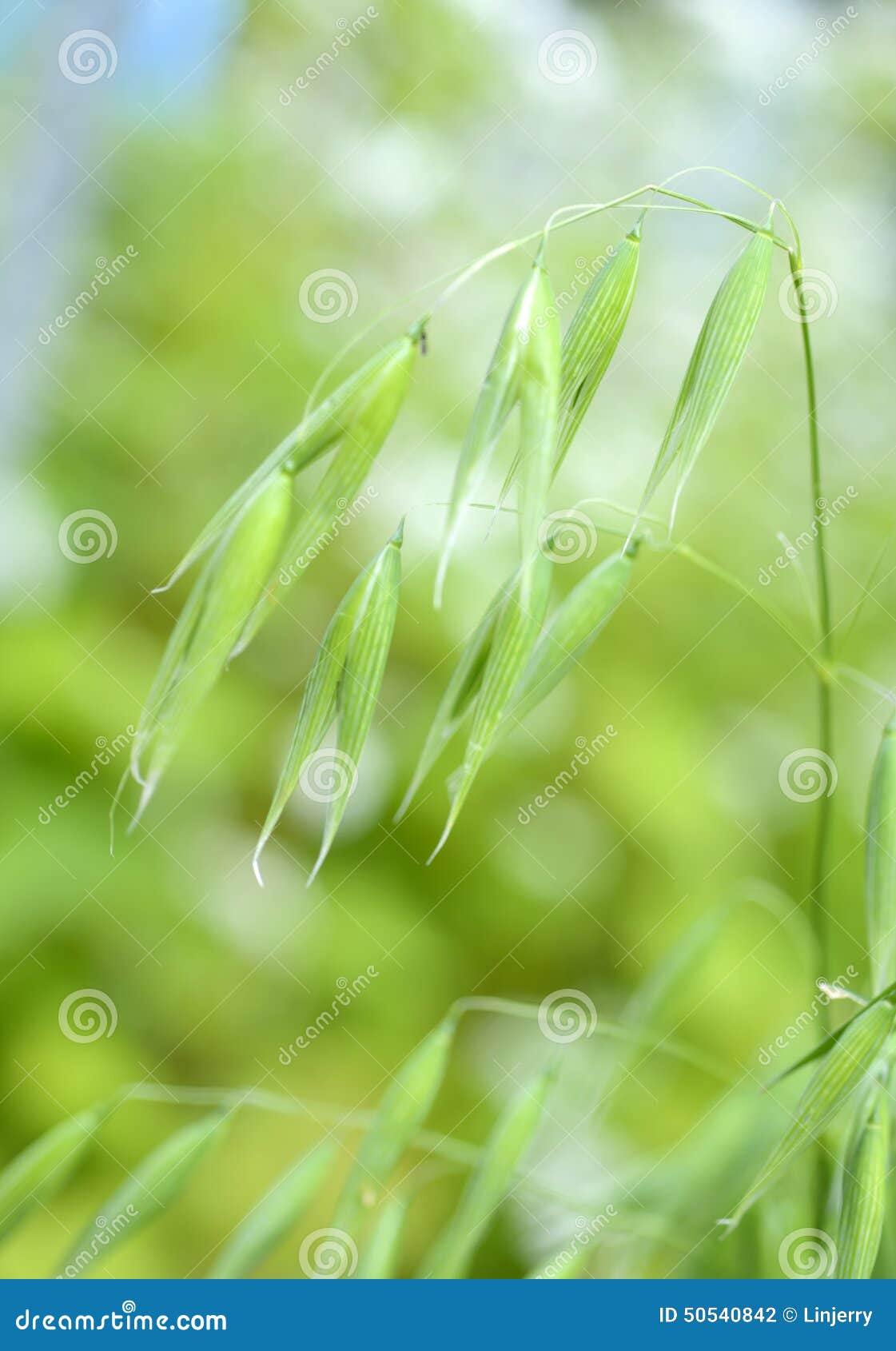 Close up of green oat ears stock photo. Image of agricultural - 50540842