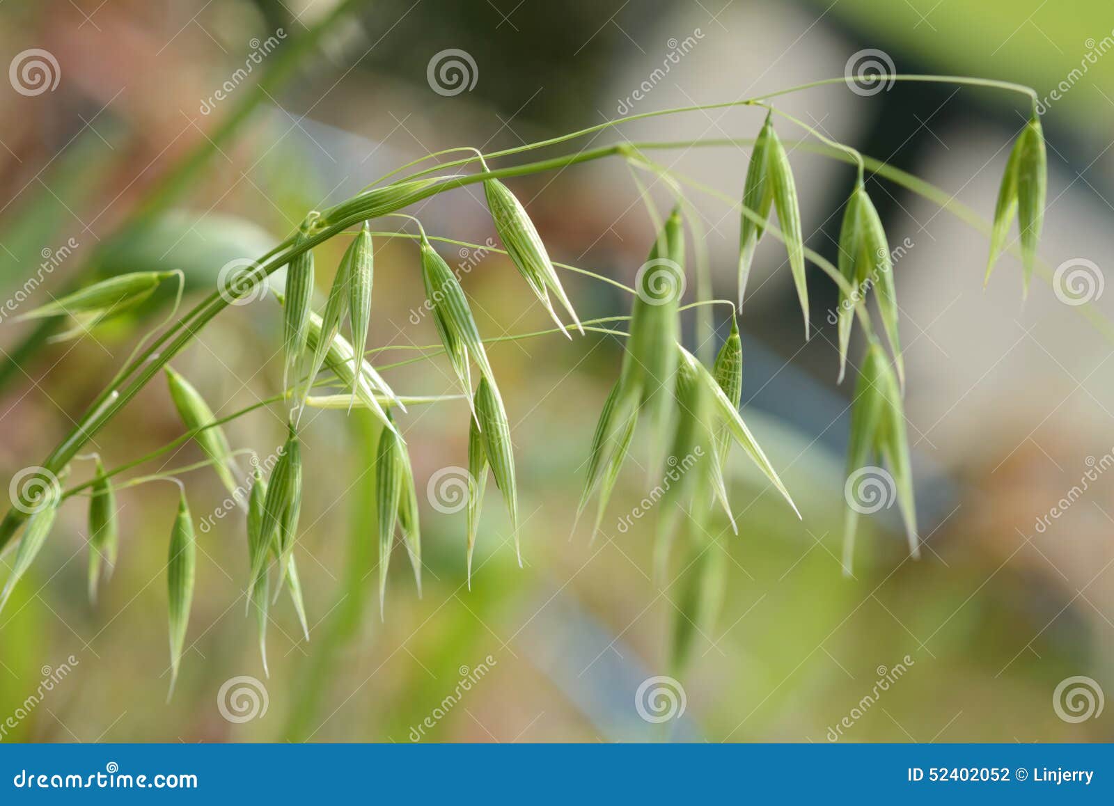 Close up of green oat ears stock photo. Image of food - 52402052