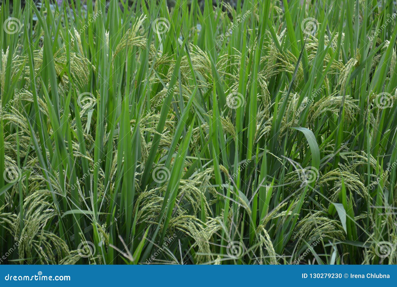Close Up of Green Paddy Rice Plant Stock Photo - Image of stem, grain ...