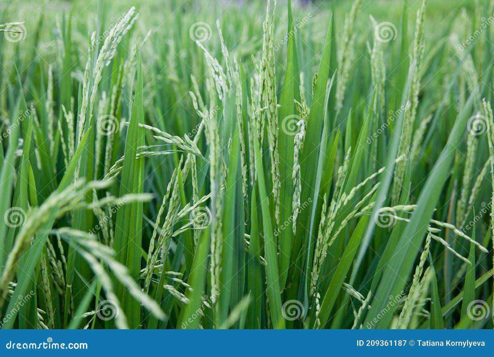 Close Up of Green Paddy Rice Plant Stock Image - Image of grow, foliage ...