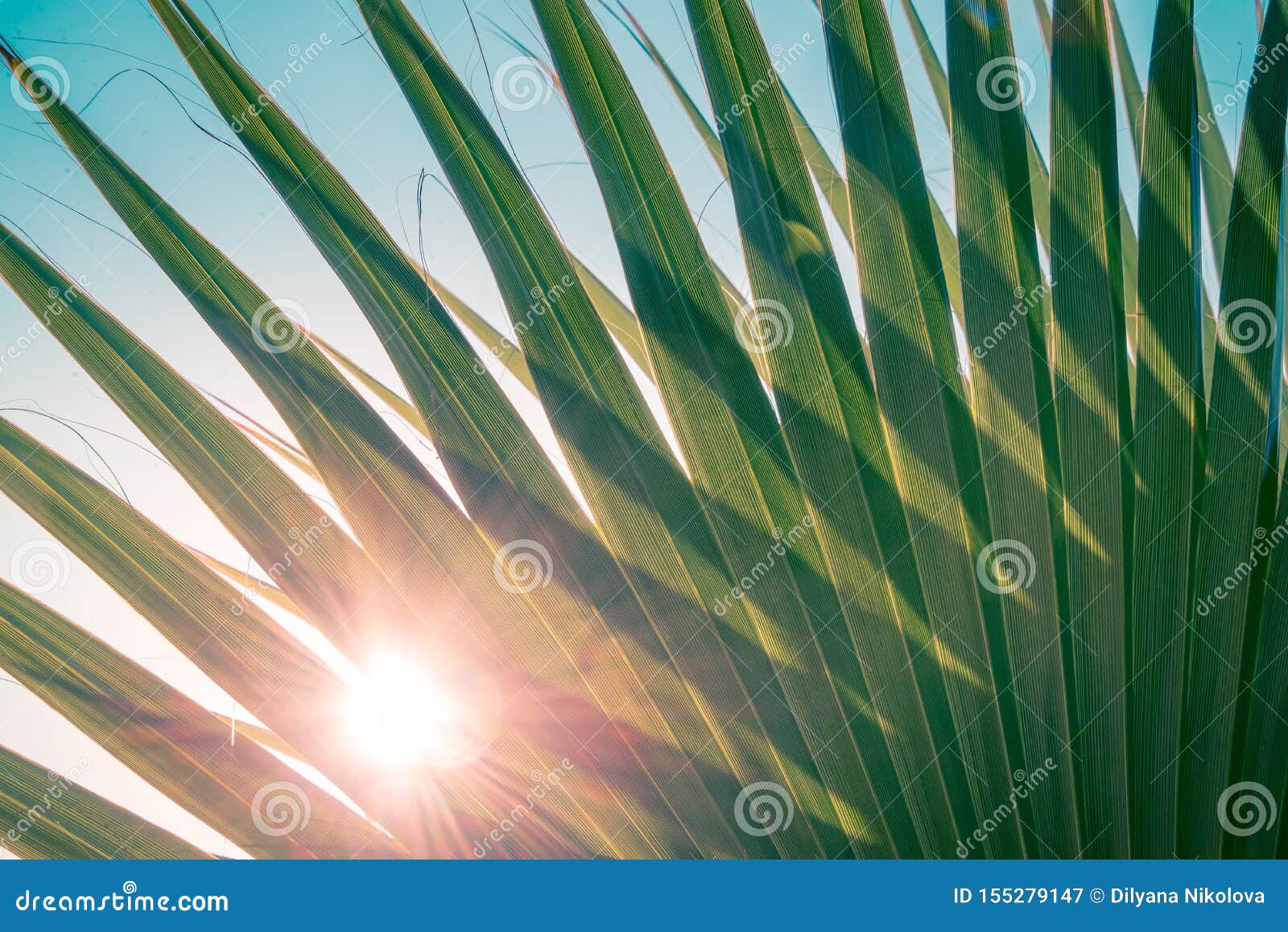 Close Up of Green Palm Leaf with Sun Rays Breaking through Stock Image ...