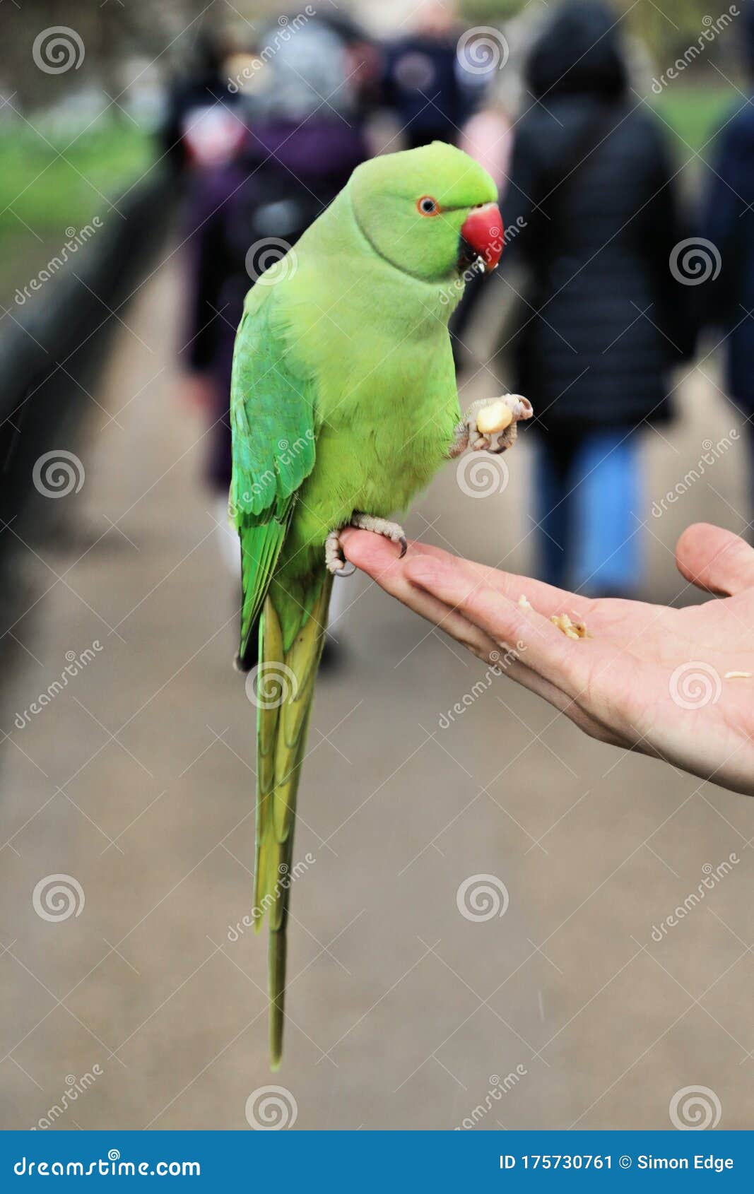 A Close Up of a Green Parakeet Stock Image - Image of green, fish ...