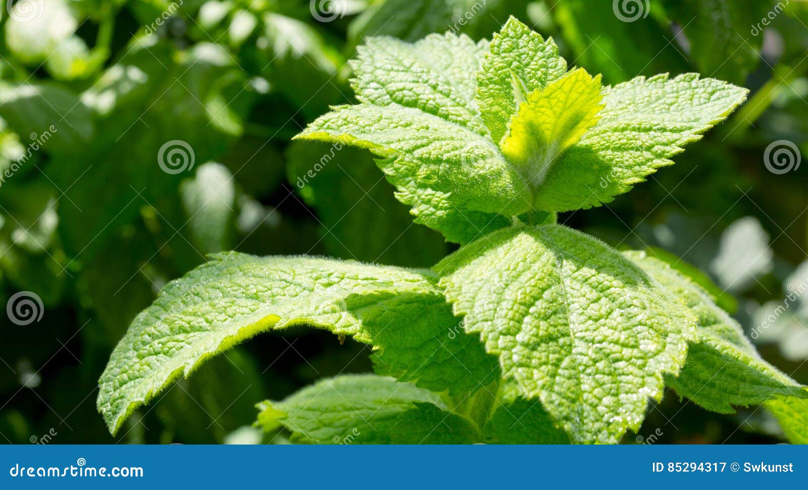 Close Up Green Peppermint Leaves. Stock Image - Image of bright, leaves ...