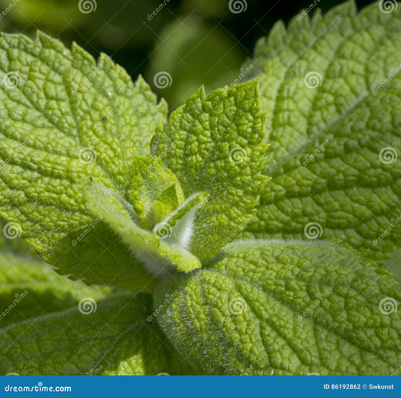 Close Up Green Peppermint Leaves. Stock Photo - Image of macro, organic ...