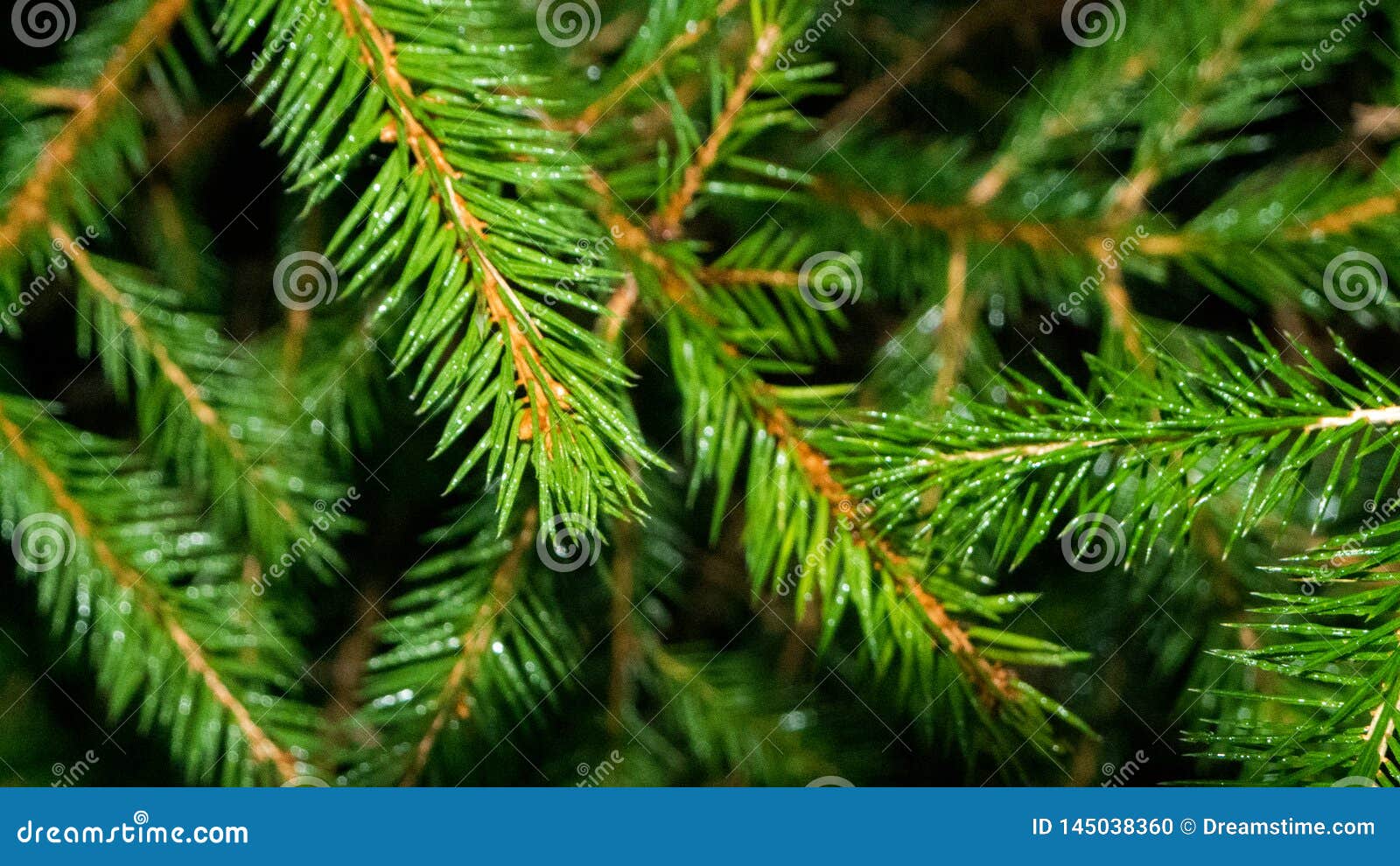 Close Up of Green Pine Needles Stock Photo - Image of nature, green ...