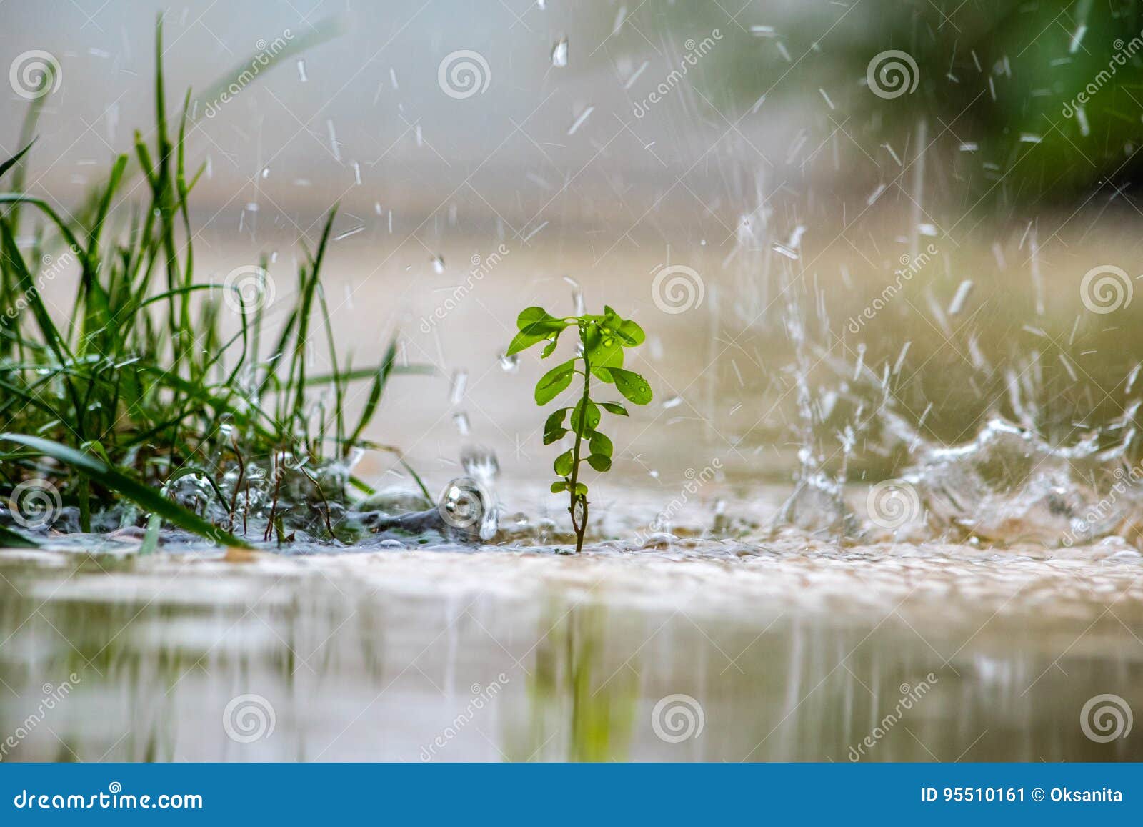 Close up of a green plant. stock image. Image of green - 95510161