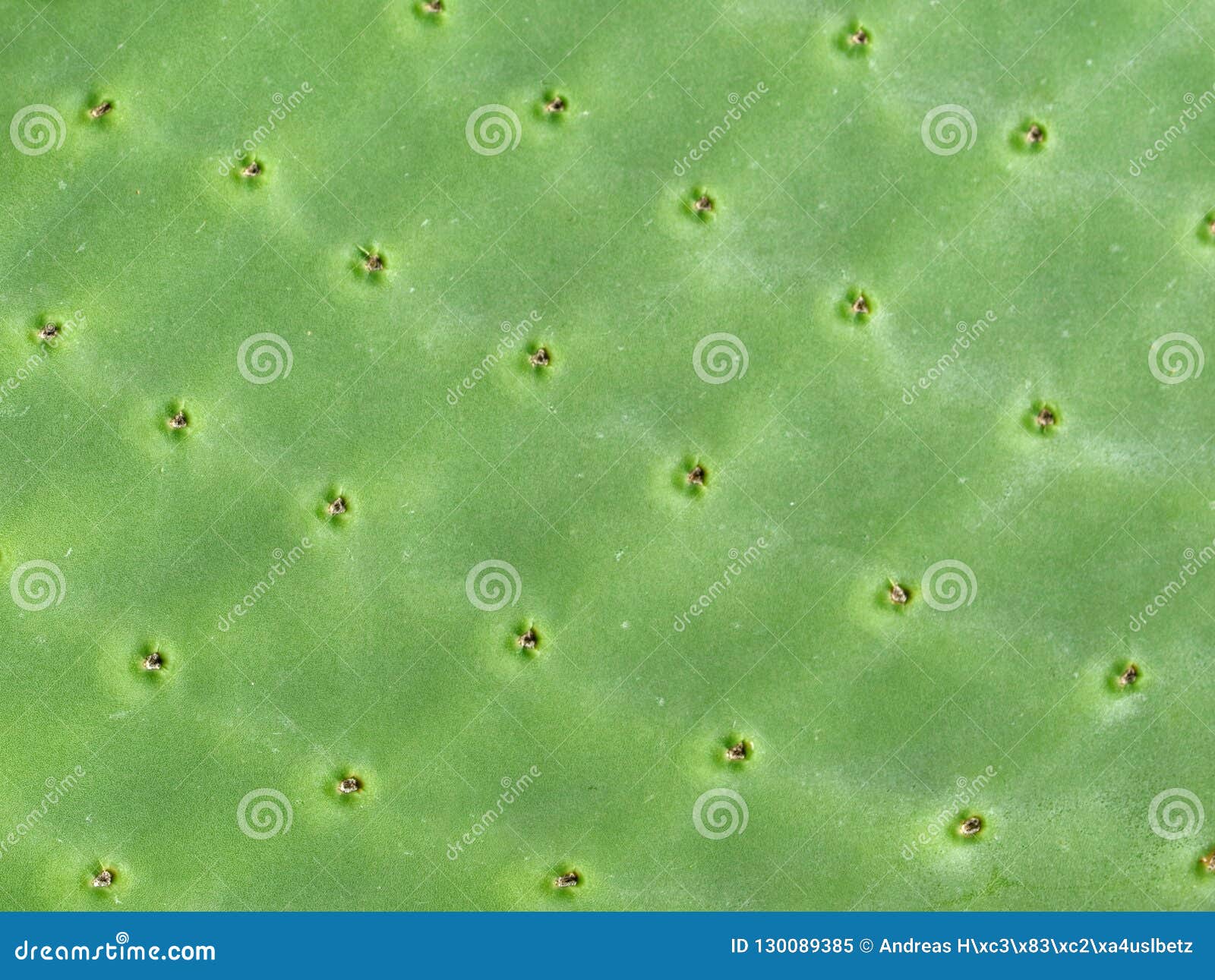 Cactus Texture Stock Image | CartoonDealer.com #14166673