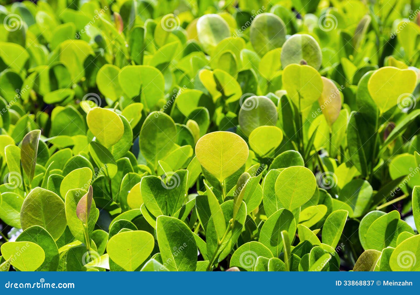 Close Up of Green Privet Hedge Stock Image - Image of thick, tree: 33868837