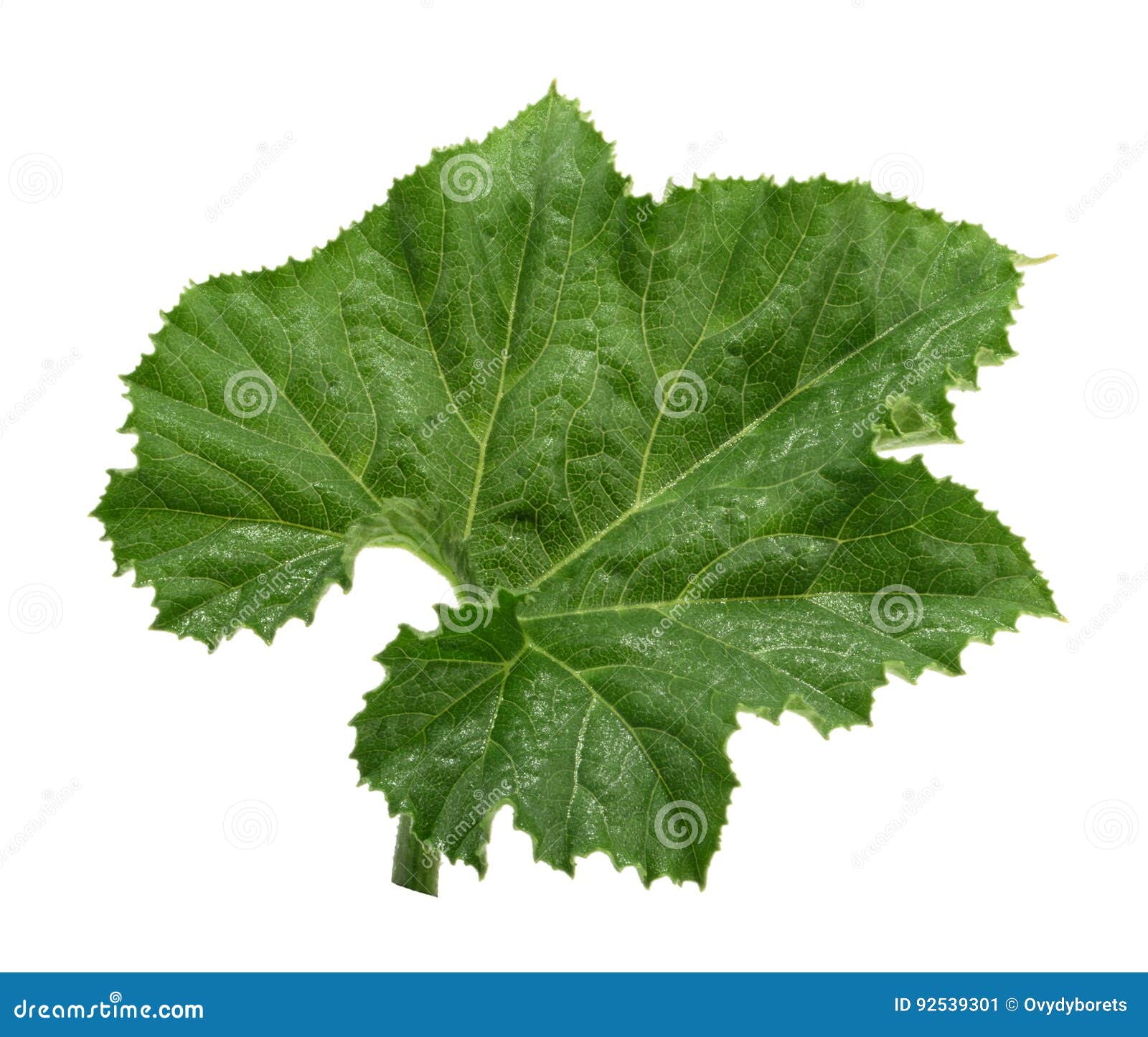 The Top Of Pumpkin Leaf.A Plant Climbing Along The Ground, Stem And ...