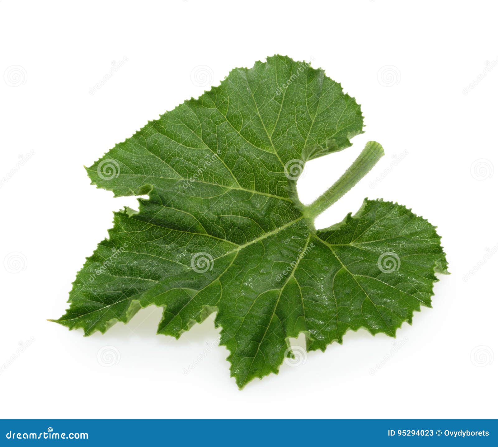 Close Up Green Pumpkin Leaf Isolated on White Stock Image - Image of ...