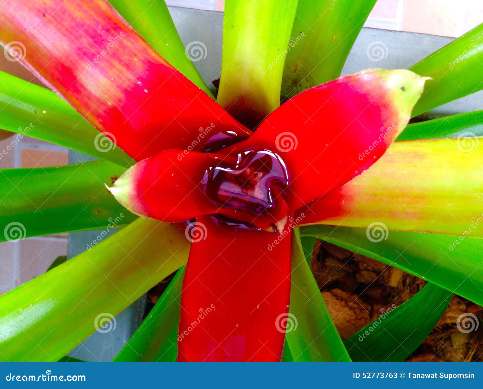 Close Up of Green Red Leaf Bromeliad Stock Image - Image of bromeliad ...