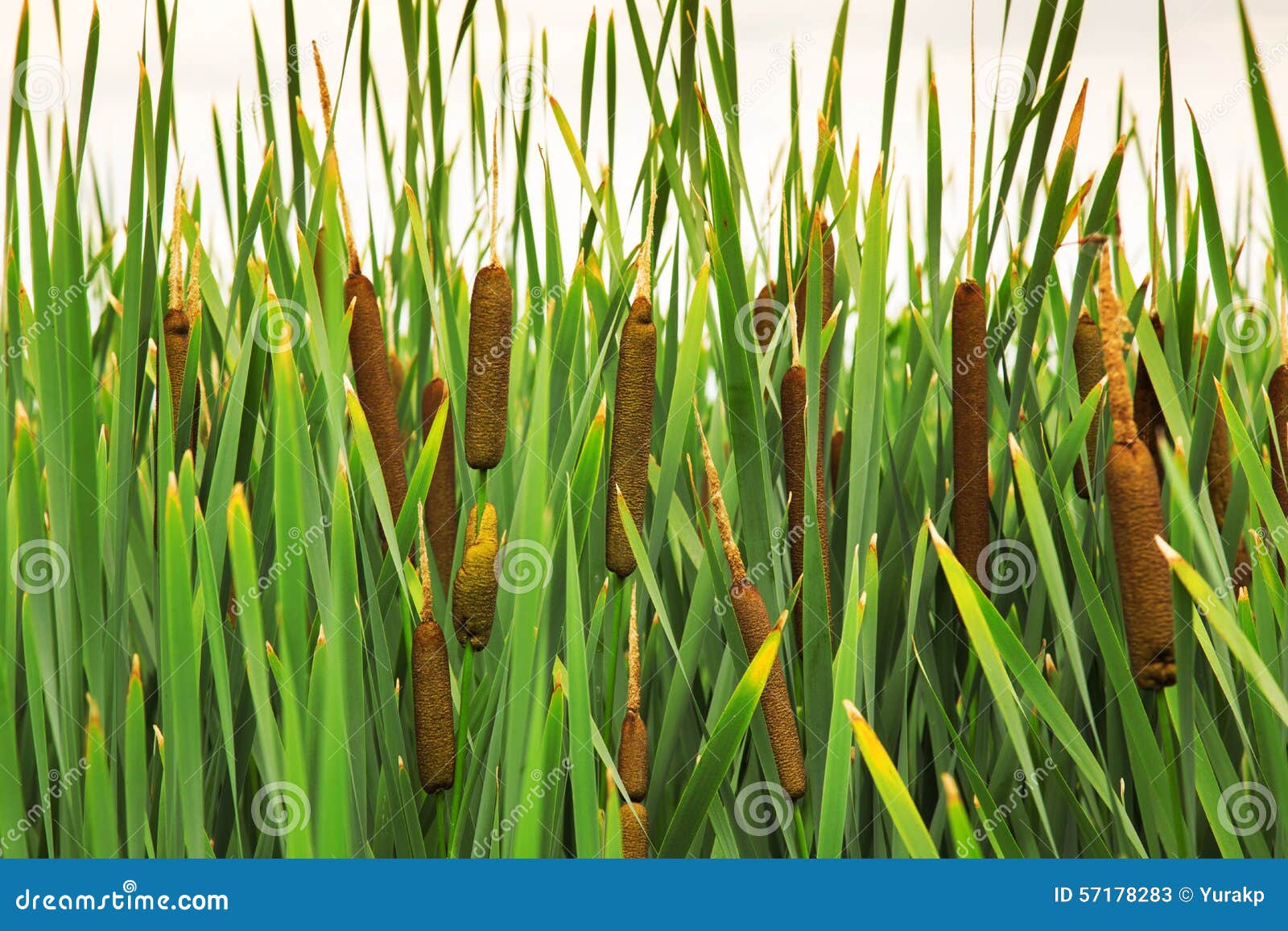 Close up of green reed stock image. Image of background - 57178283
