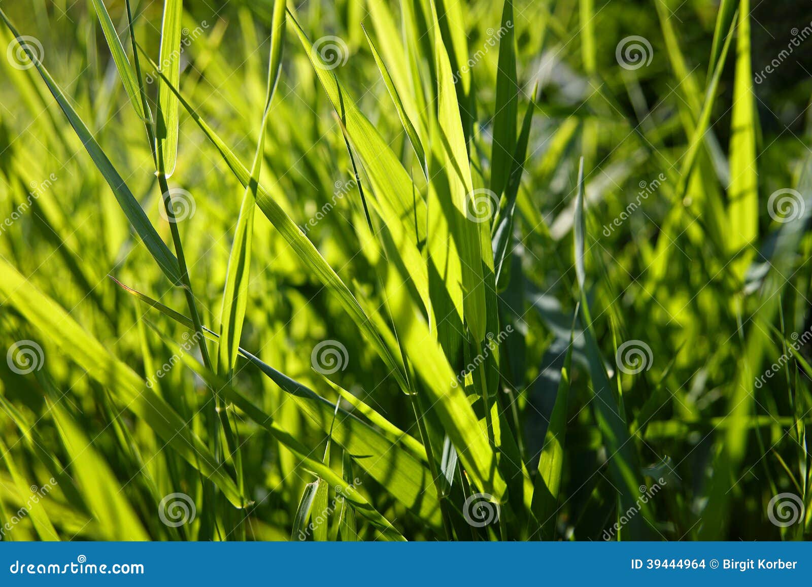 Close-up of green reed stock photo. Image of decoration - 39444964