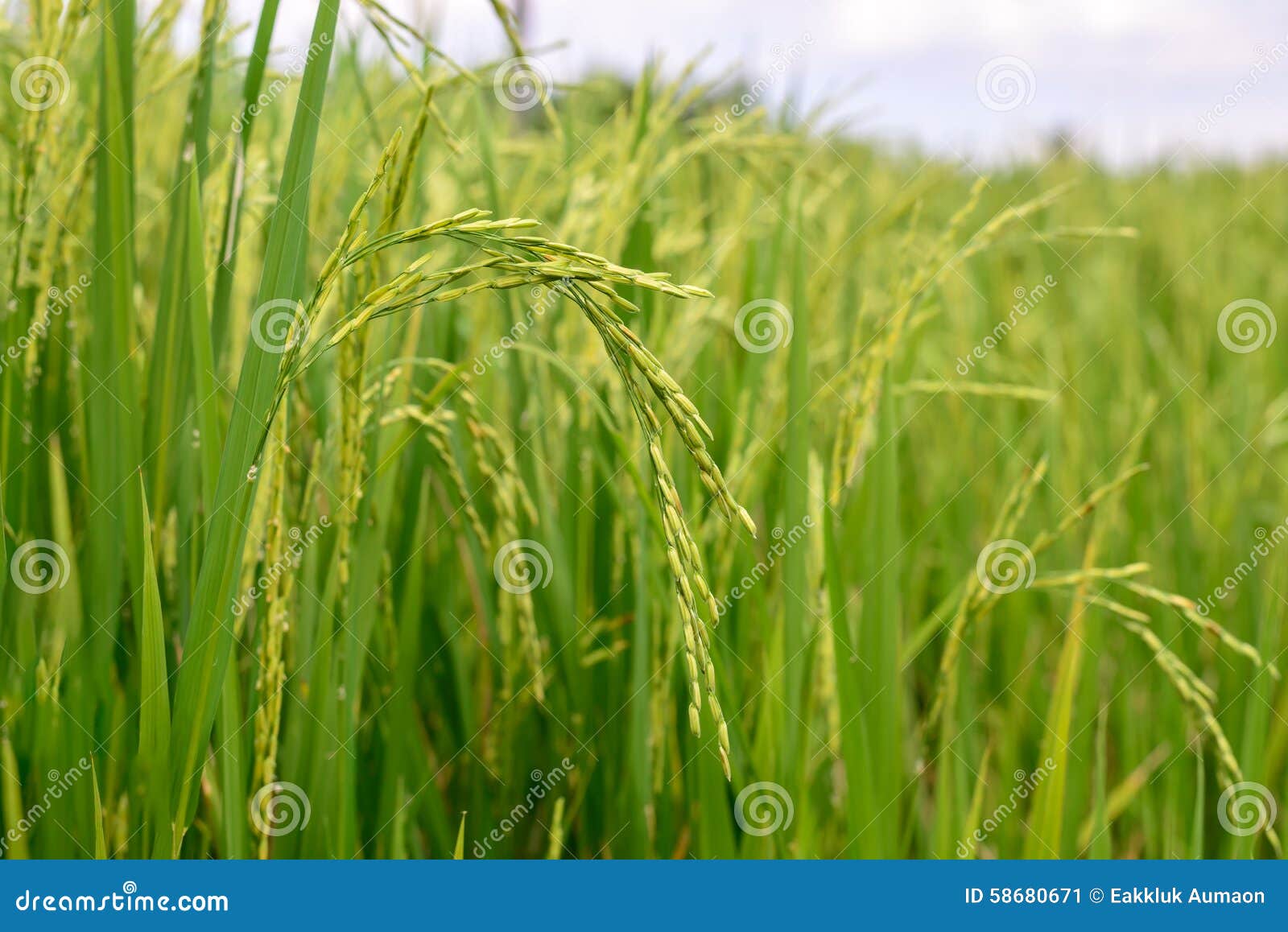 Close Up of Green Rice Paddy Stock Image - Image of plantation, green ...