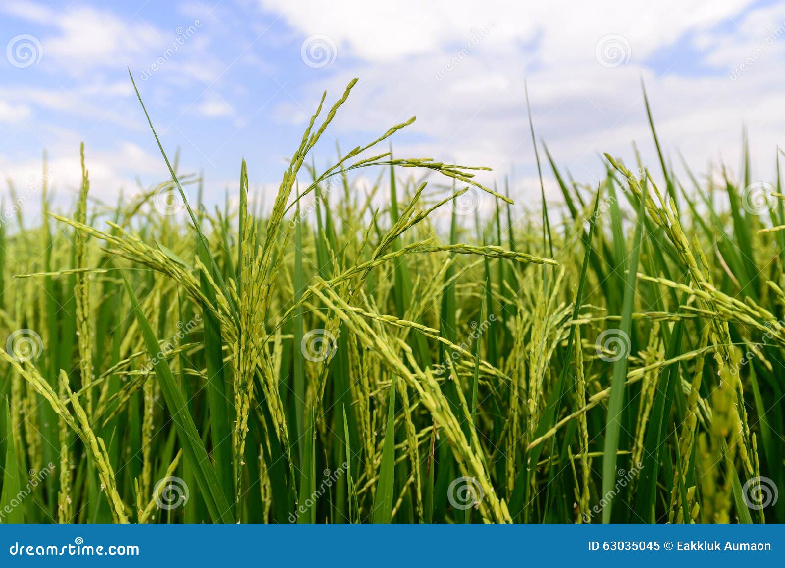 Close Up of Green Rice Paddy in Rice Field Stock Image - Image of ...