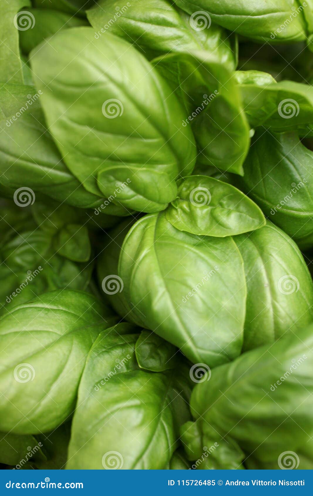 Close Up on Green Ripe Basil Leaves Stock Image - Image of gourmet ...