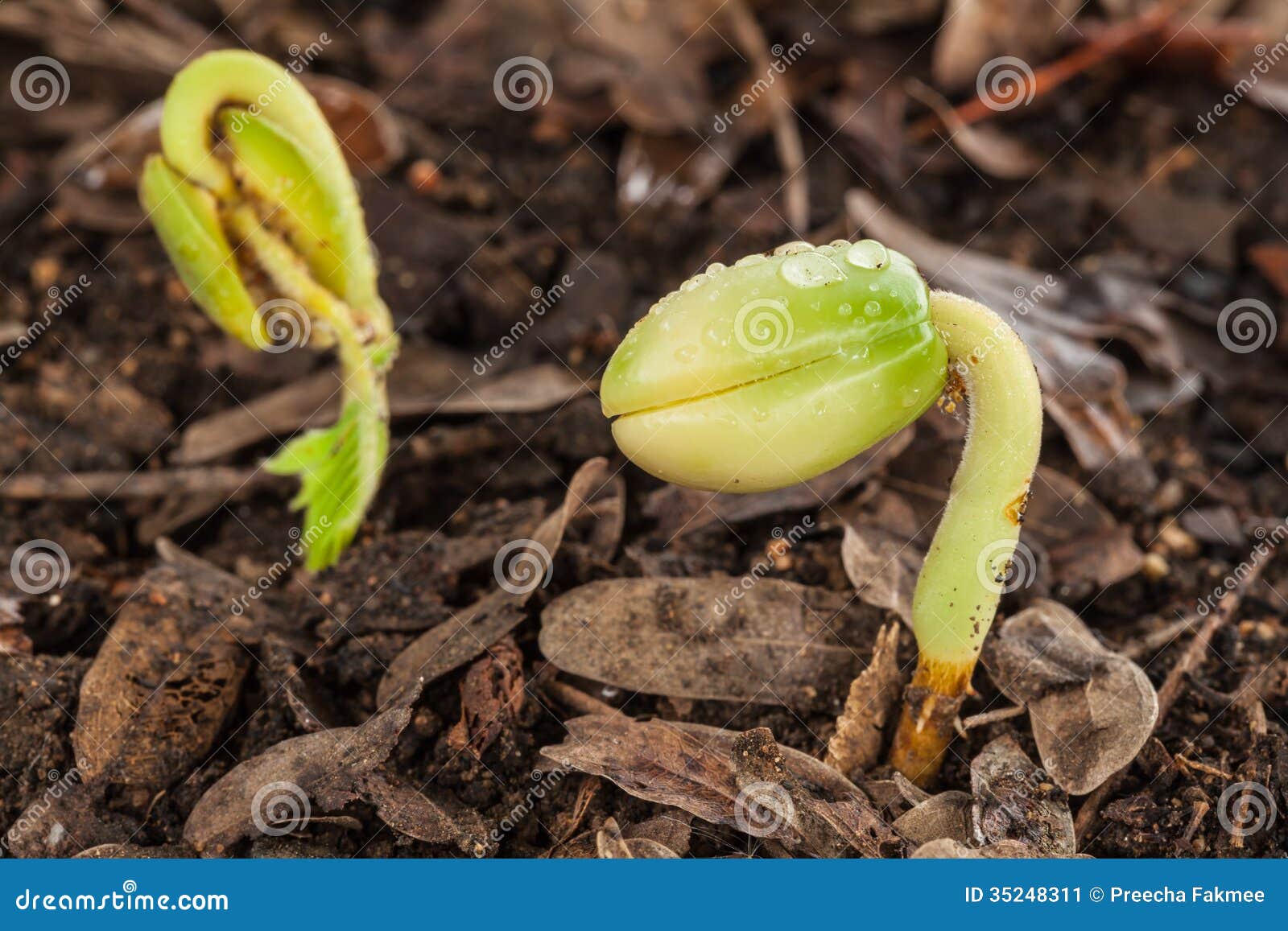 Close-up of Green Seedling Growing Stock Image - Image of agriculture ...