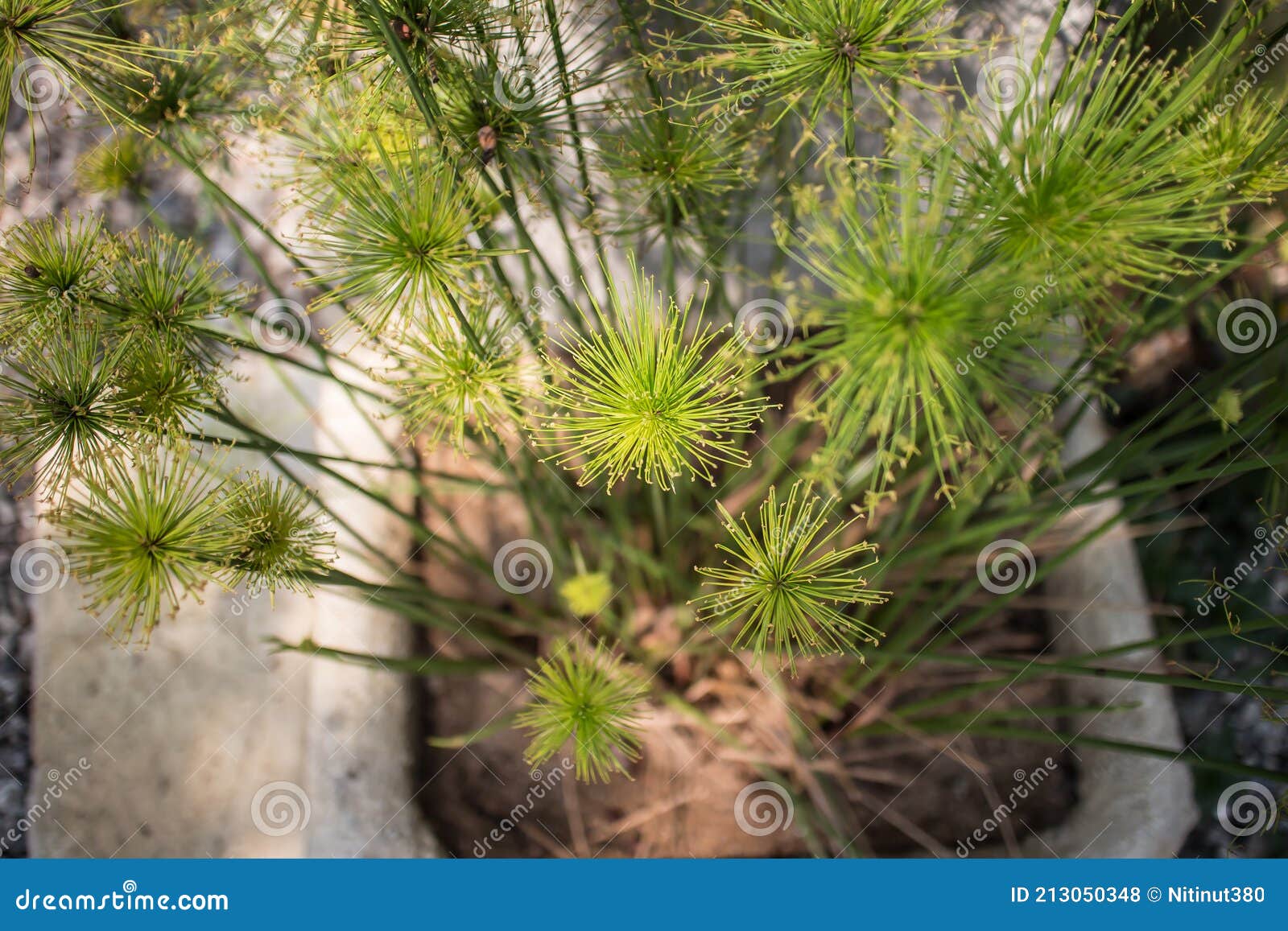 Papyrus Tree Stock Photo | CartoonDealer.com #42968250