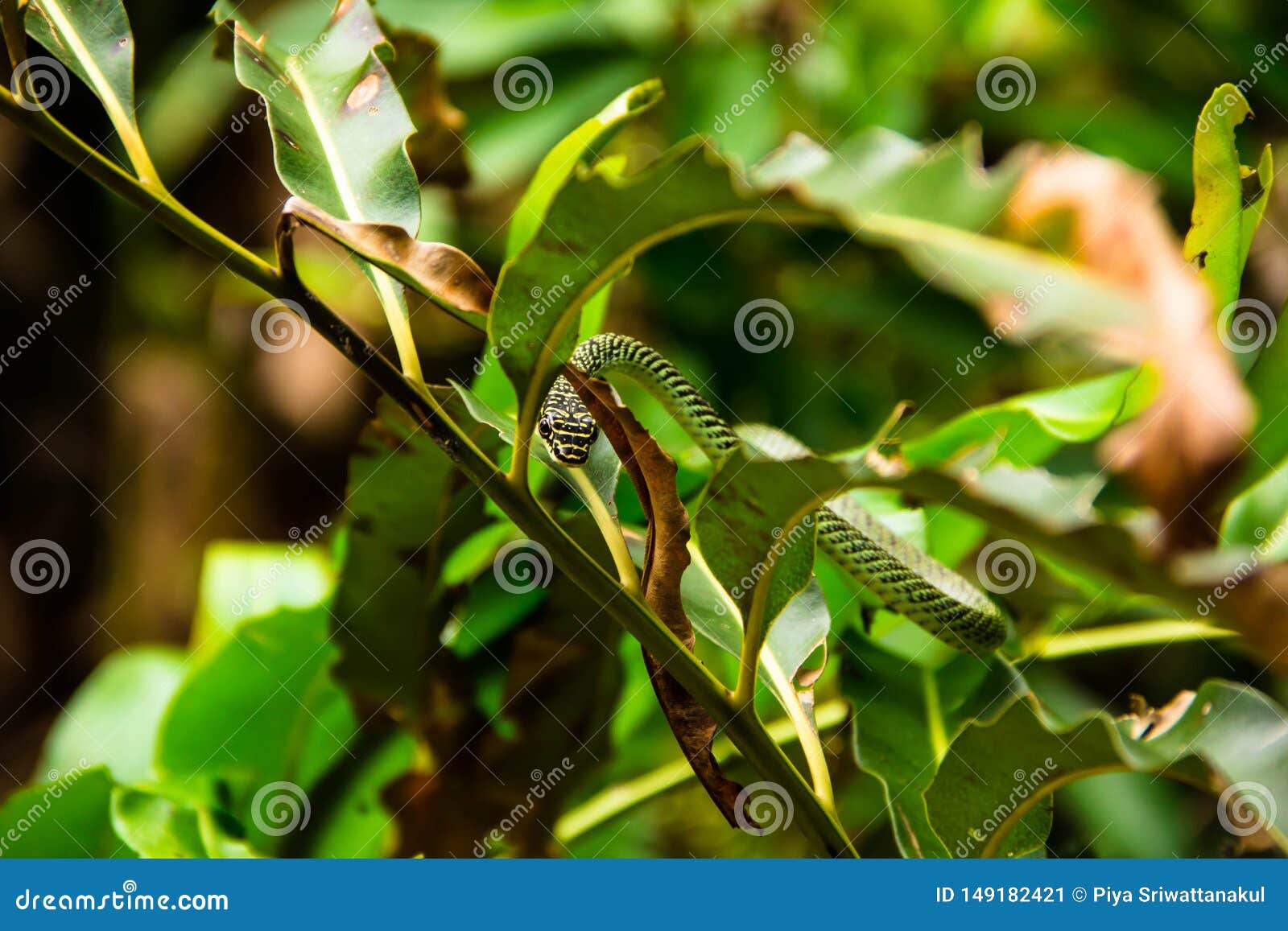 Close-up of Green Snake on Tree Stock Image - Image of beautiful ...