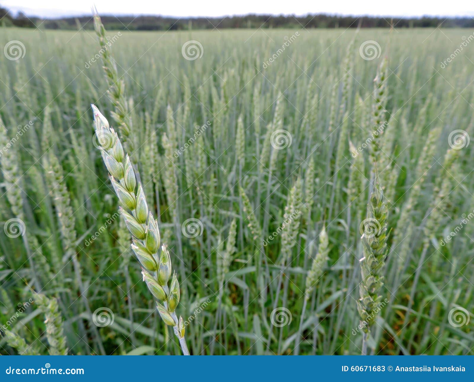Close-up of Green Spelt Ear Stock Image - Image of grain, natural: 60671683