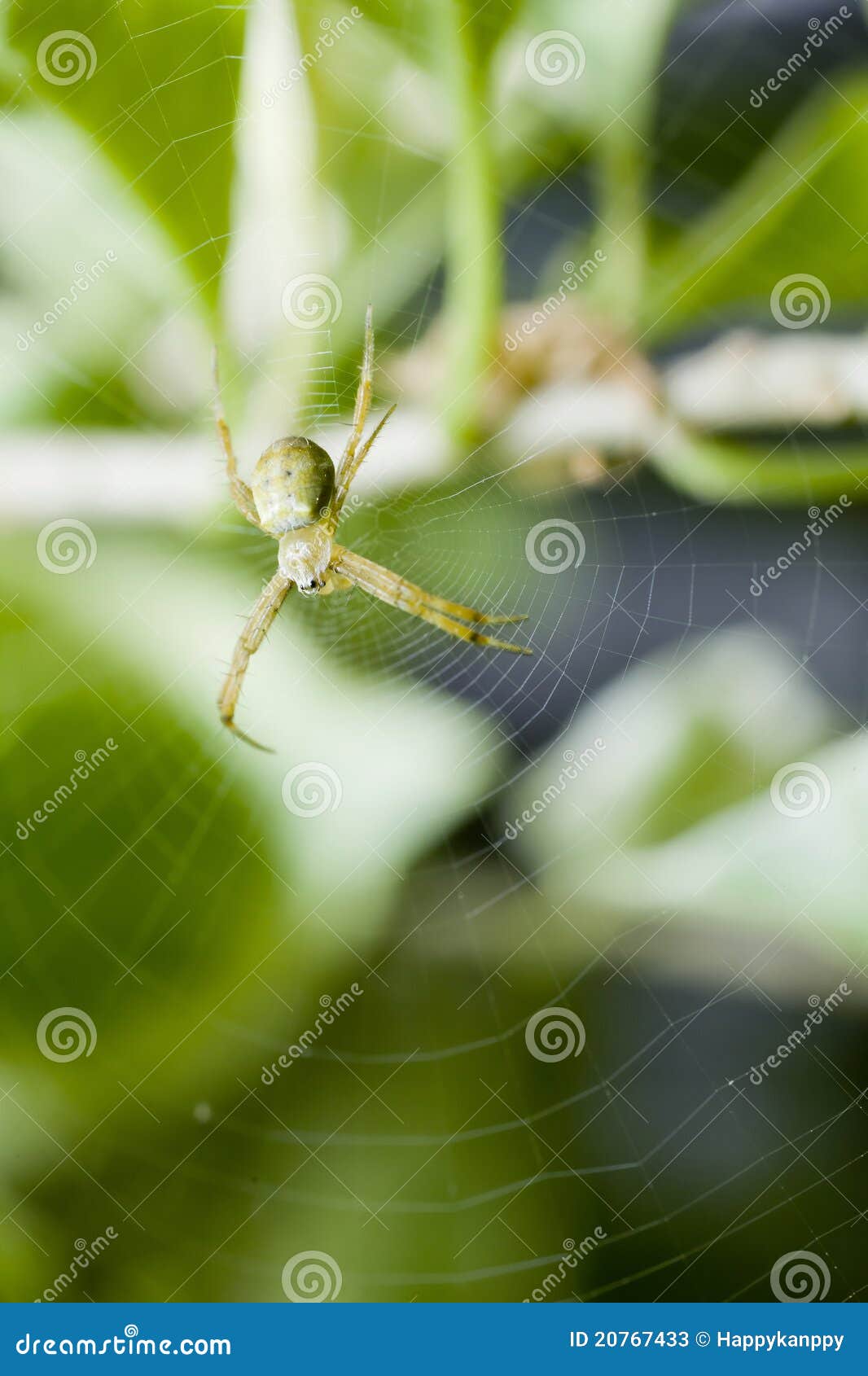 Close Up of a Green Spider in Its Web Stock Image - Image of beads ...