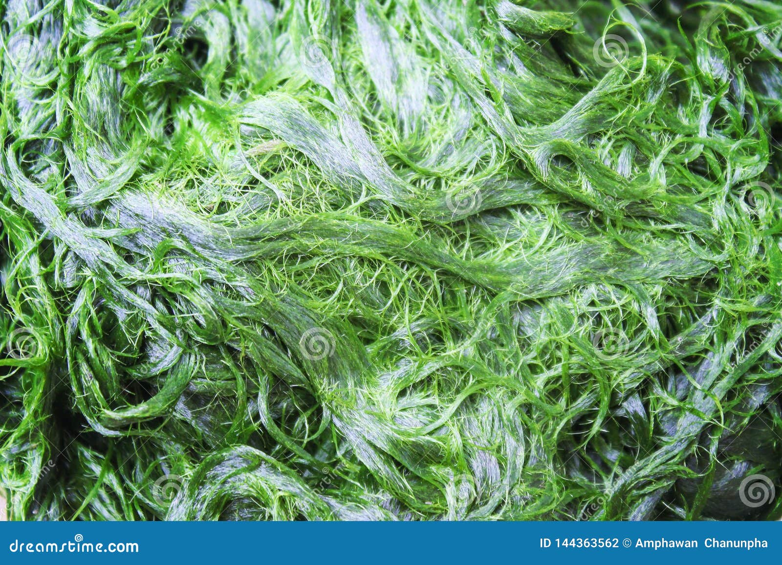 Spirogyra Texture Nature Patterns Or Green Algae Background Royalty ...