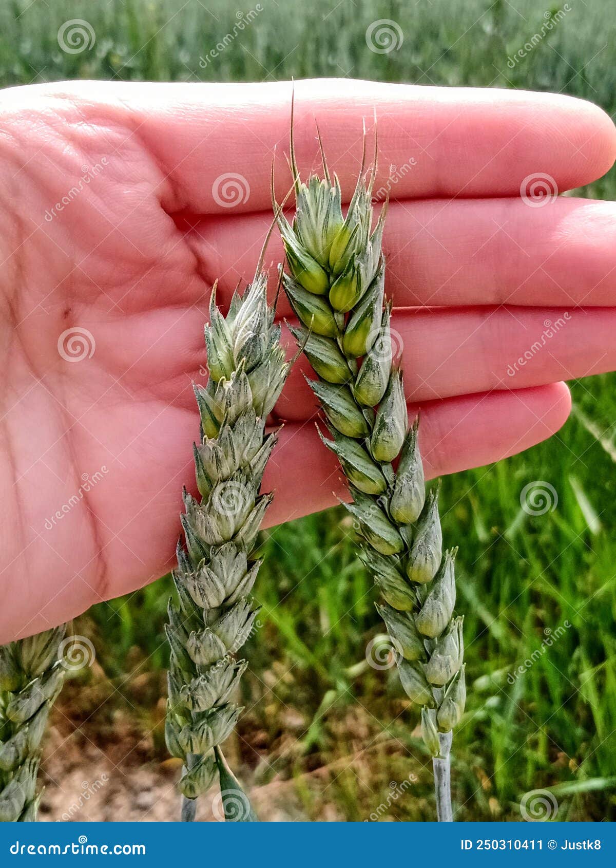 Close Up of Green Stalks of Grain Against a Hand Stock Image - Image of ...