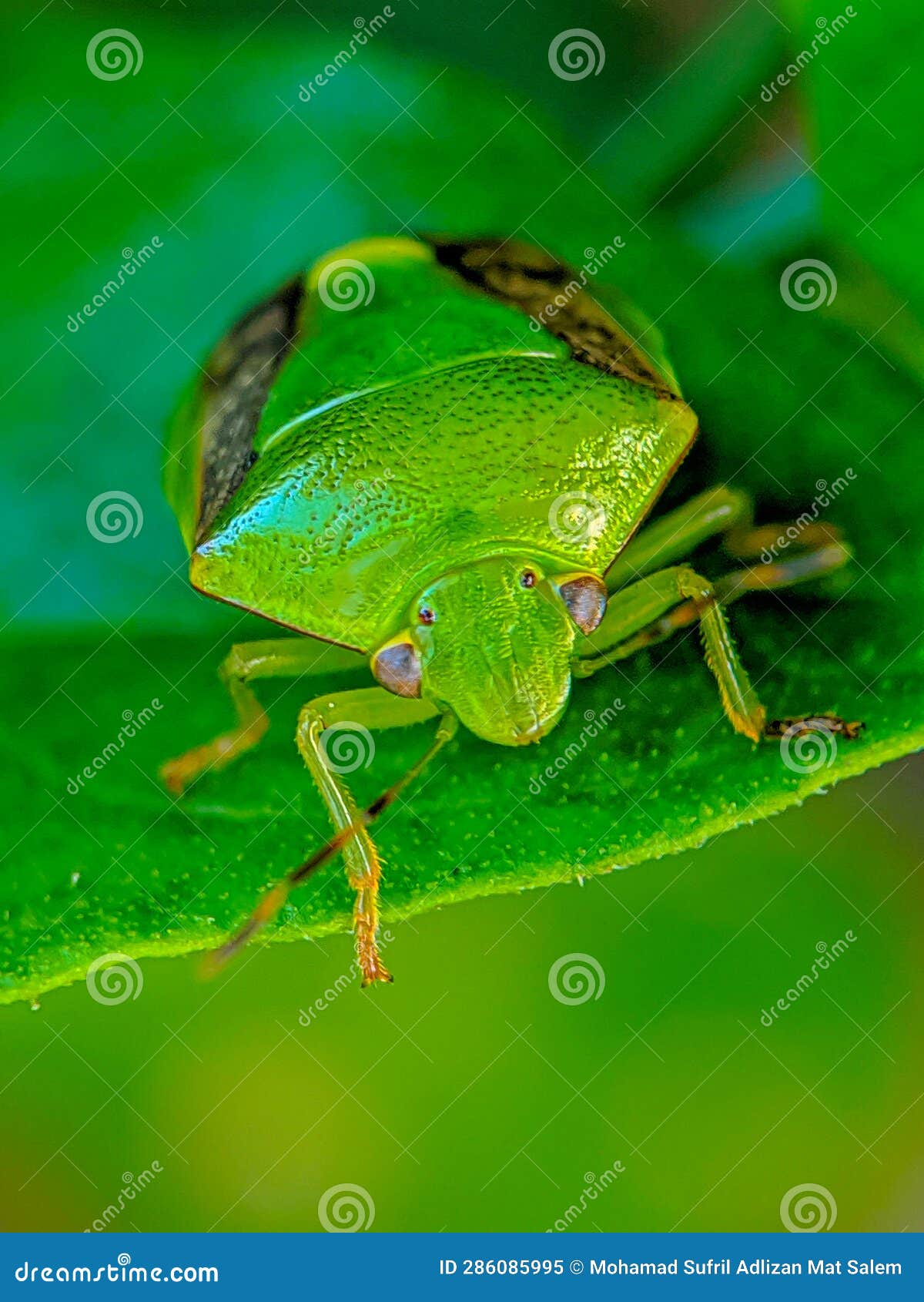 Close Up of a Green Stink Bug. Front View Stock Image - Image of small ...