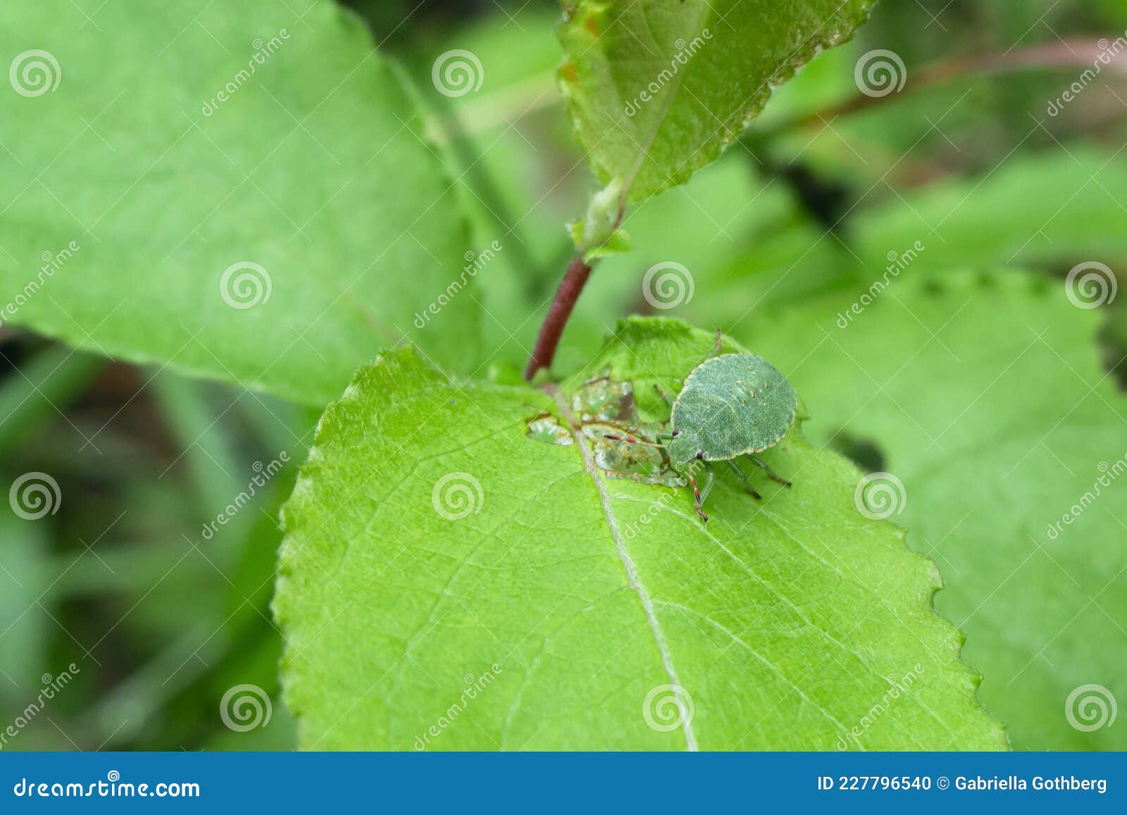 Stink Aka Shield Bugs, Nezara Viridula, Adult In Winter Colors. Top And ...