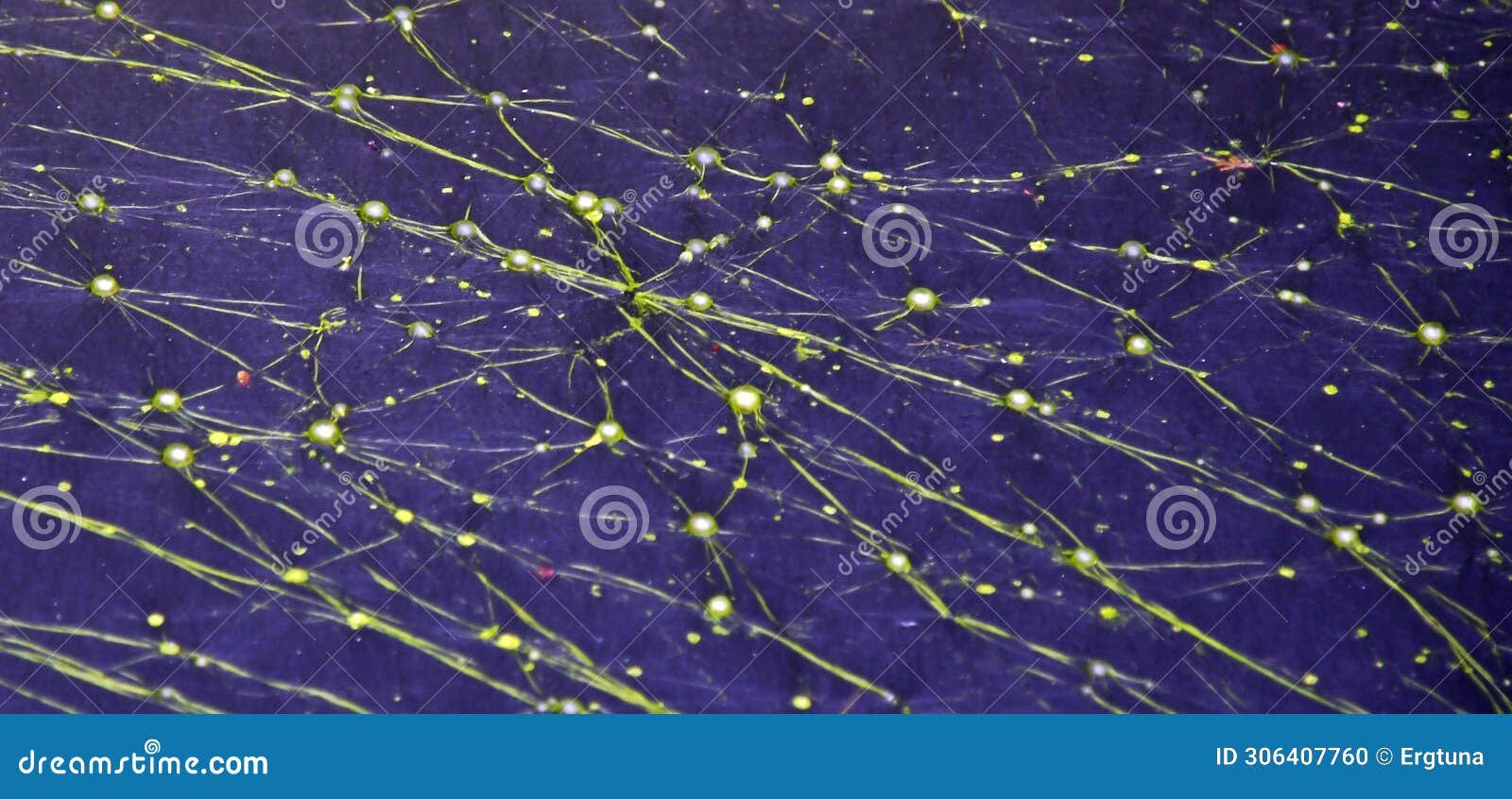 Close-up of Green Strands of Algae Growing on the Surface of Water ...