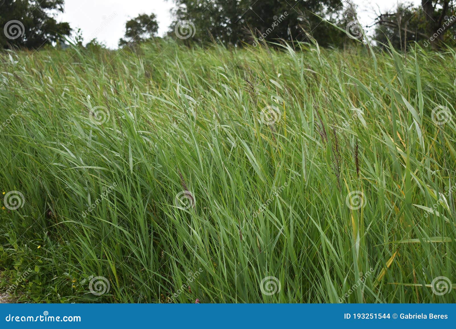 Green Tall Grass, in a Field. Stock Photo - Image of front, garden ...
