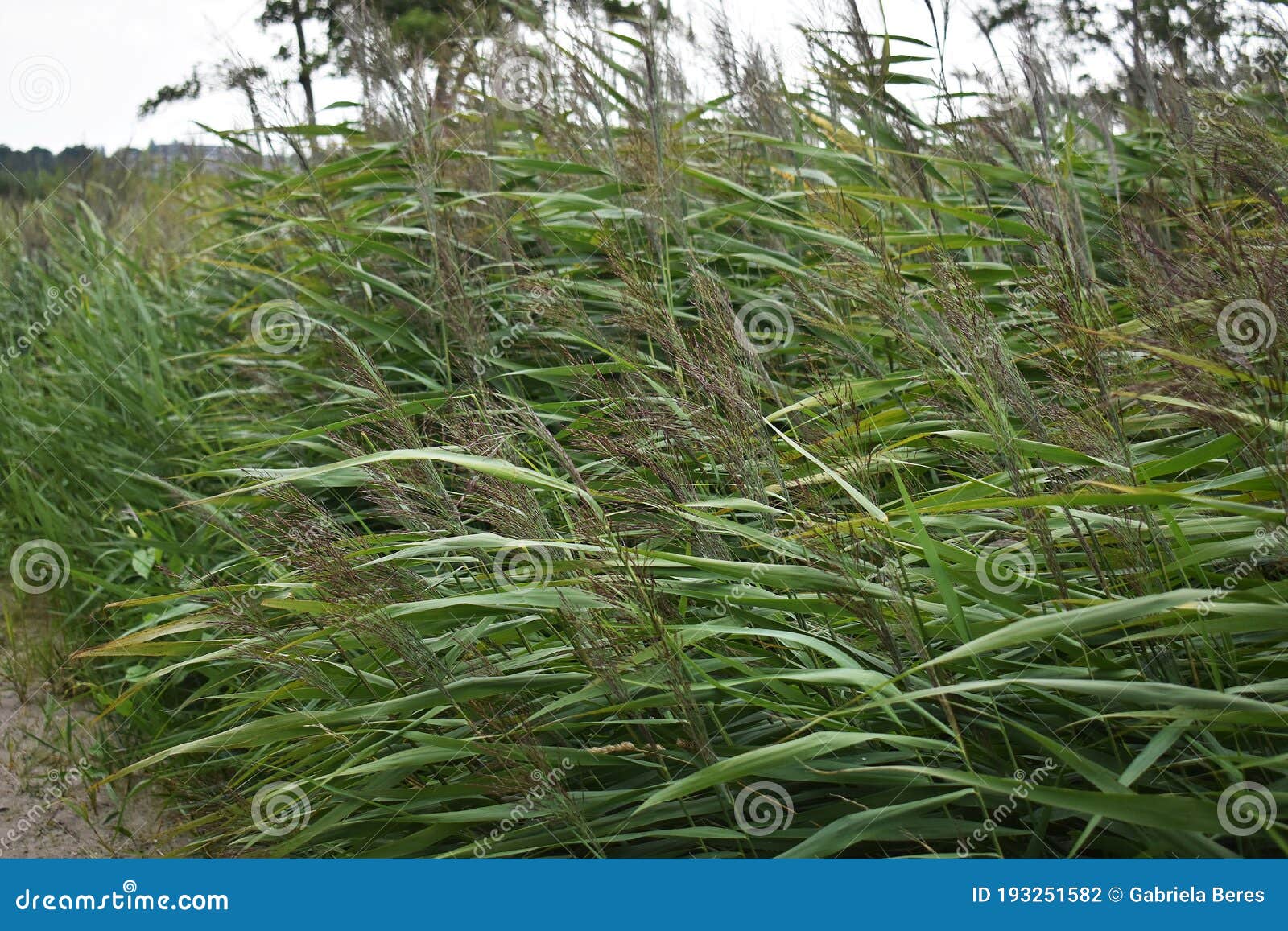 Green Tall Grass, in a Field. Stock Photo - Image of detail, family ...