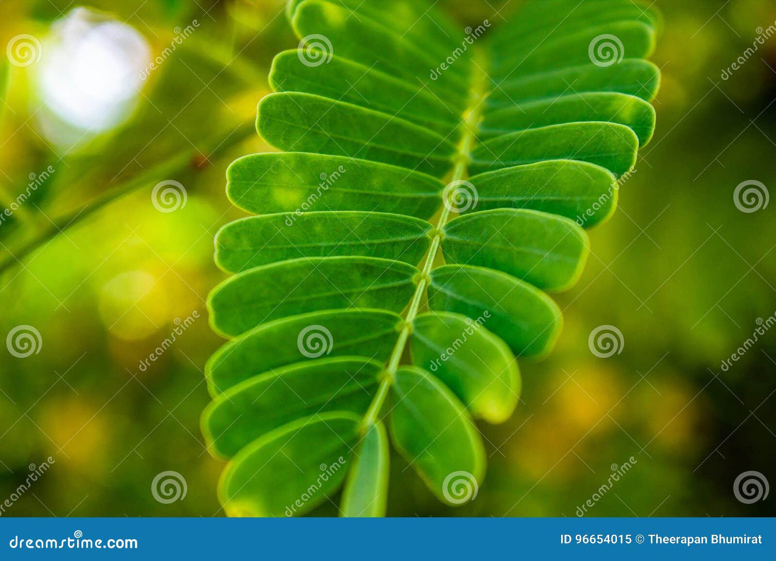 Close Up Green Tamarind Leaves Pattern Stock Image - Image of green ...