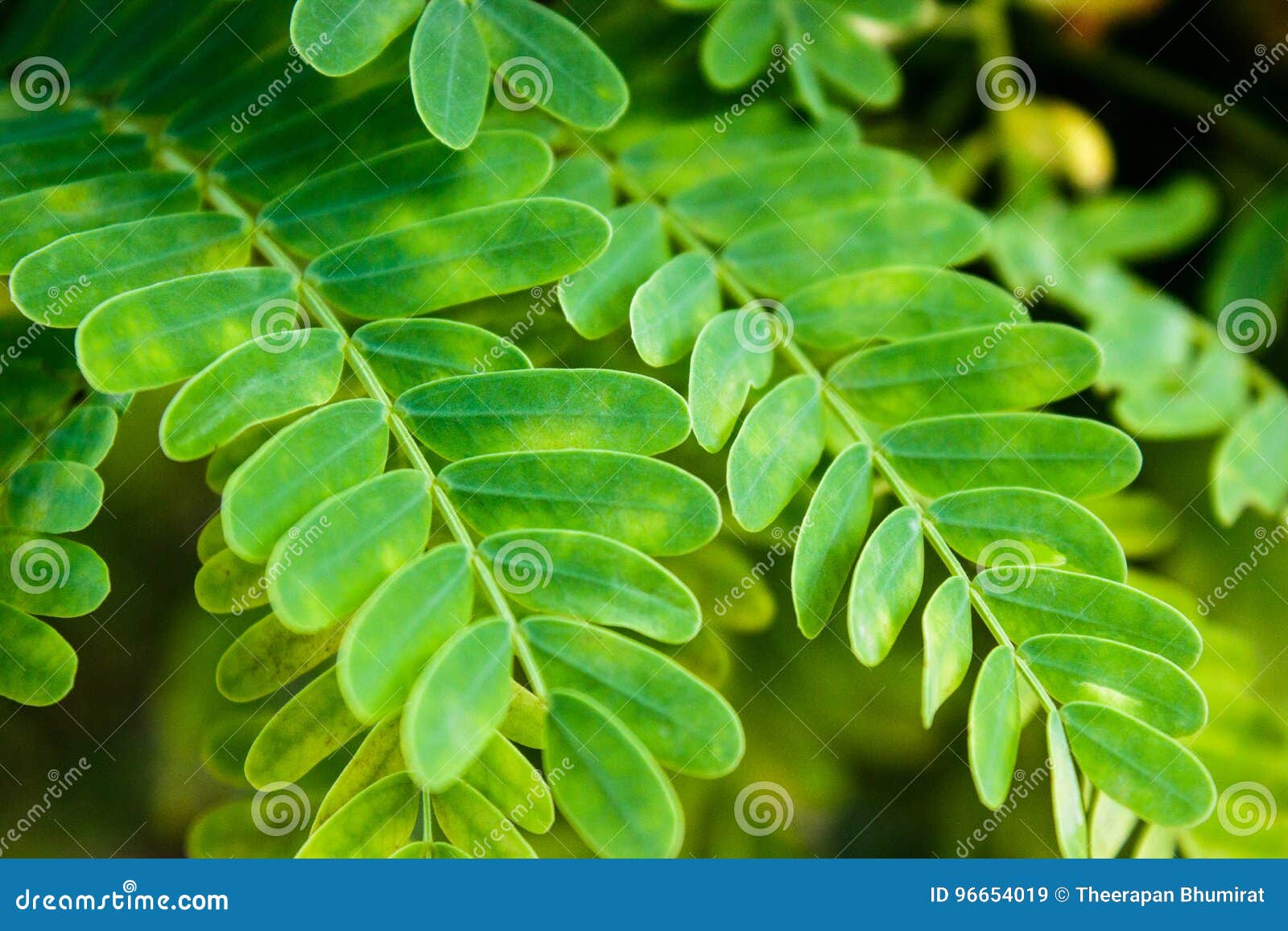 Close Up Green Tamarind Leaves Pattern Stock Image - Image of ...