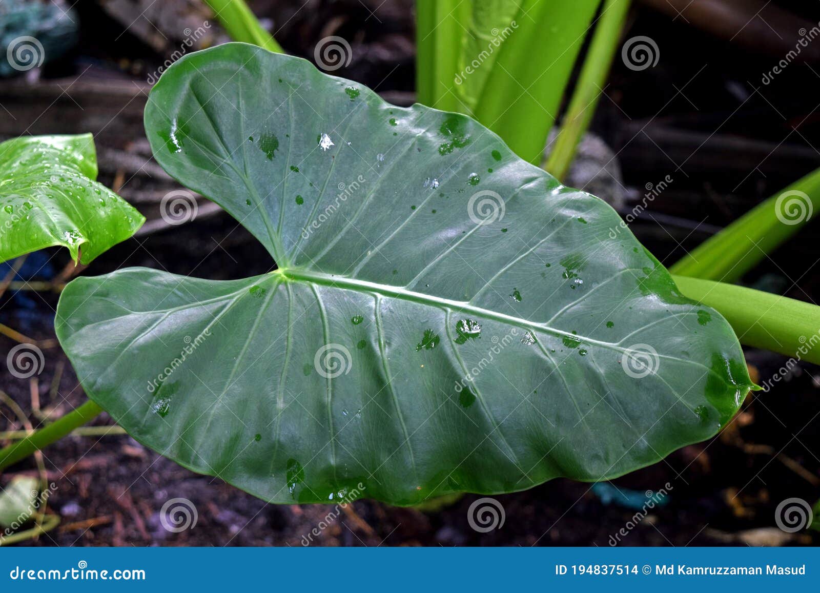 A Close Up Green Taro Leaf in the Plant Stock Photo - Image of ...