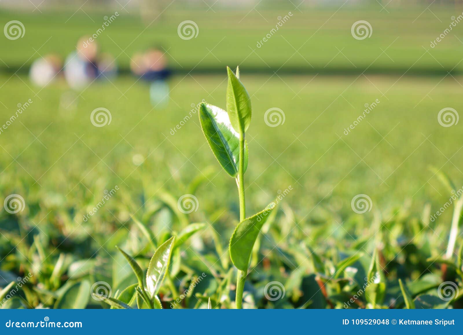 Tea leaf in the field stock photo. Image of closeup - 109529048