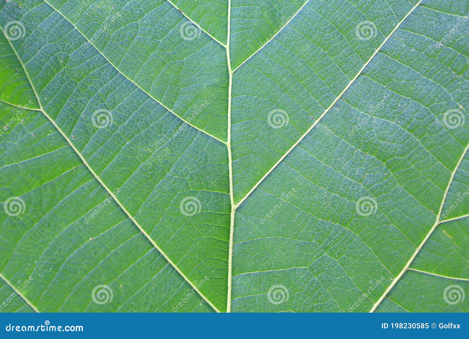 Close Up Green Teak Leaf Texture Background Stock Image - Image of cyan ...