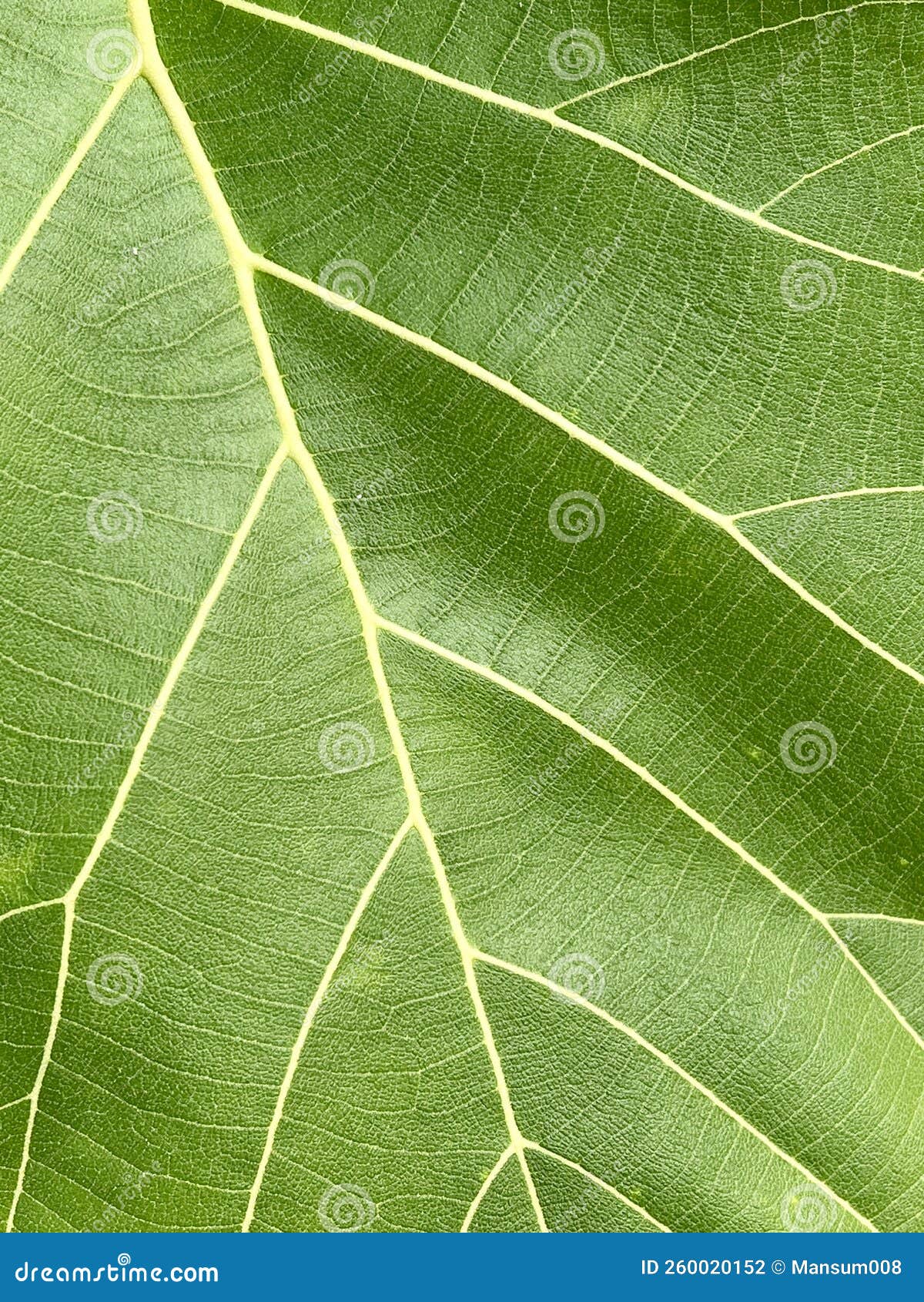 Green Teak Leaves Texture, Background Stock Photo - Image of growth ...