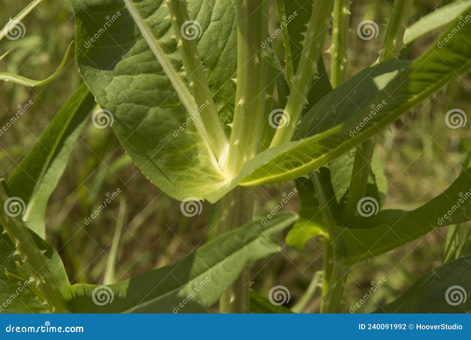 Plant Meedle Stock Photos - Free & Royalty-Free Stock Photos from ...