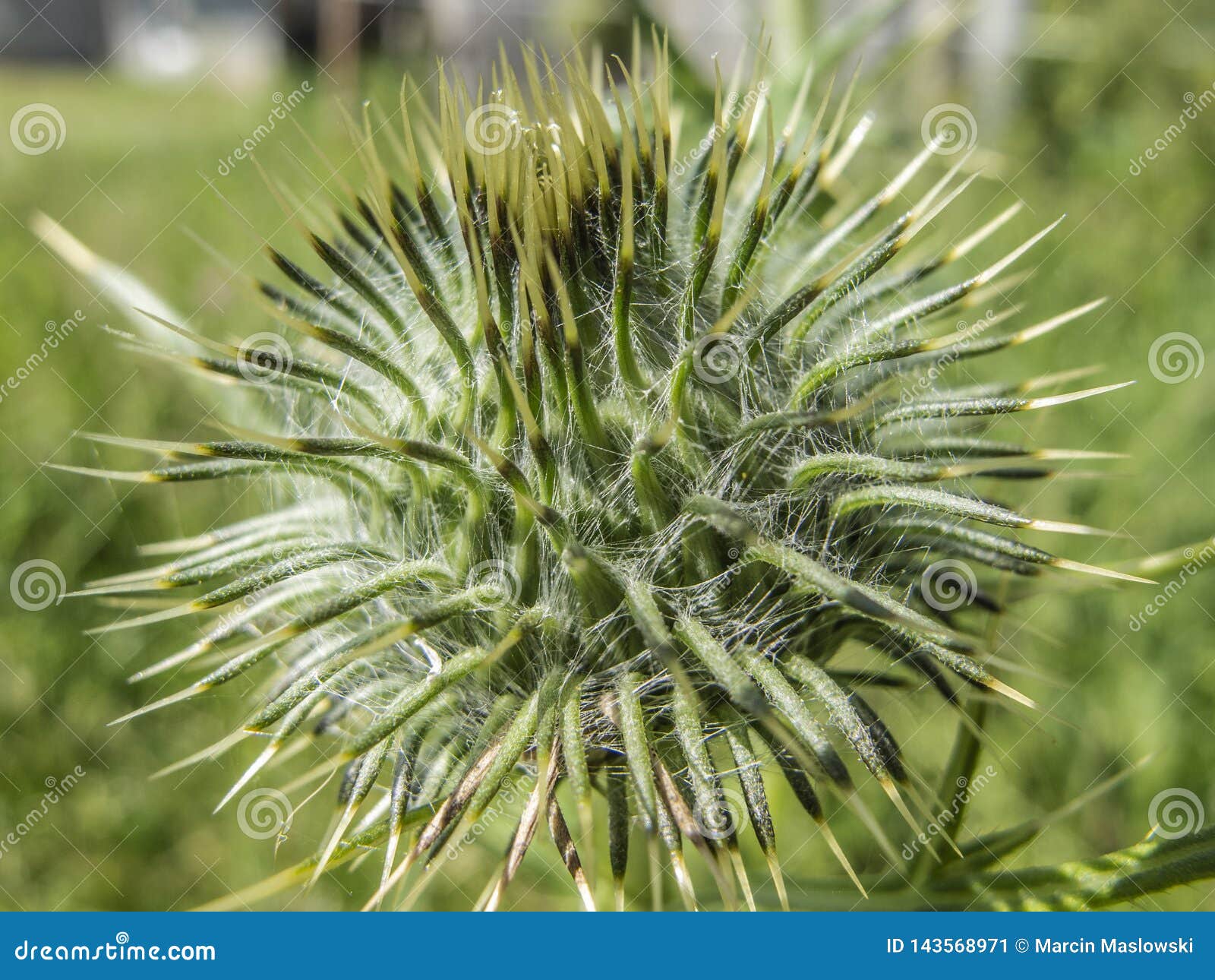 Close Up on a Green Thistle Stock Image - Image of botany, grass: 143568971