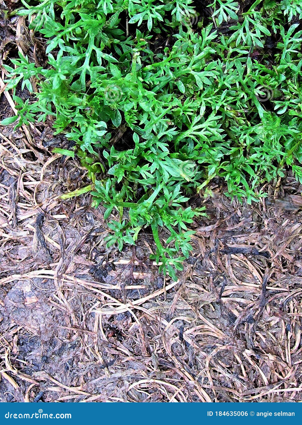 Close Up Green Thorn Bush on Ground Stock Photo - Image of ground ...