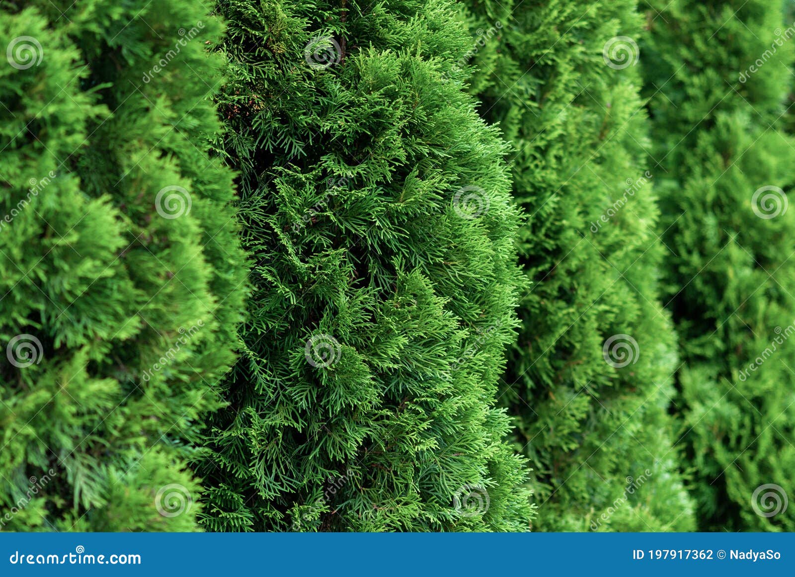 Green Thuja Hedge Thuja Occidentalis Stock Photo - Image of depth ...