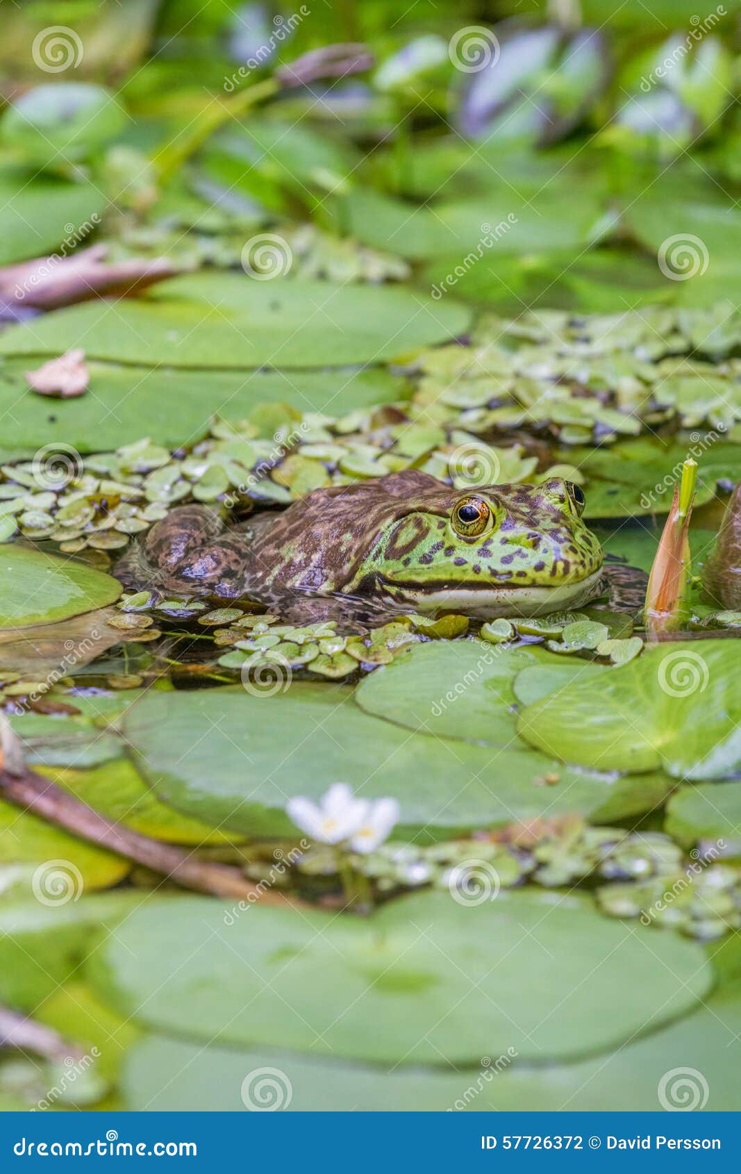 Close Up of a Green Toad Lurking in a Pond Stock Photo - Image of plant ...