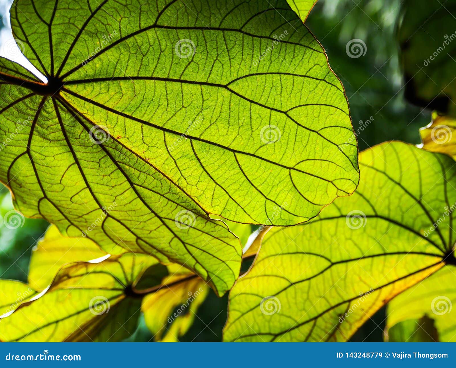 Close Up Green Tropical Leaves on the Tree Stock Image - Image of green ...