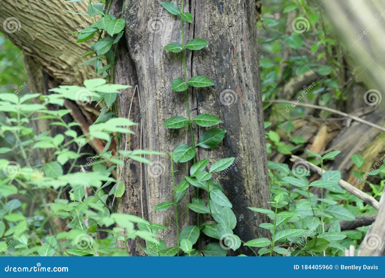 A Vine Climbing a Tree Trunk Stock Photo - Image of lines, leaves ...