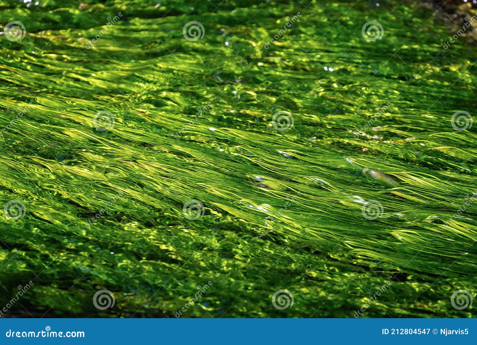 Close Up of Green Weed or Green Algae Growing on River Bed in Somerset ...