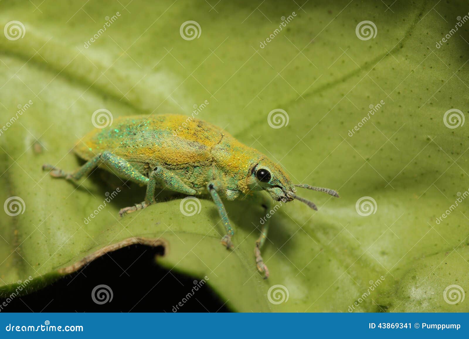 Close Up Green Weevil on Leaf Stock Image - Image of colorful, bright ...