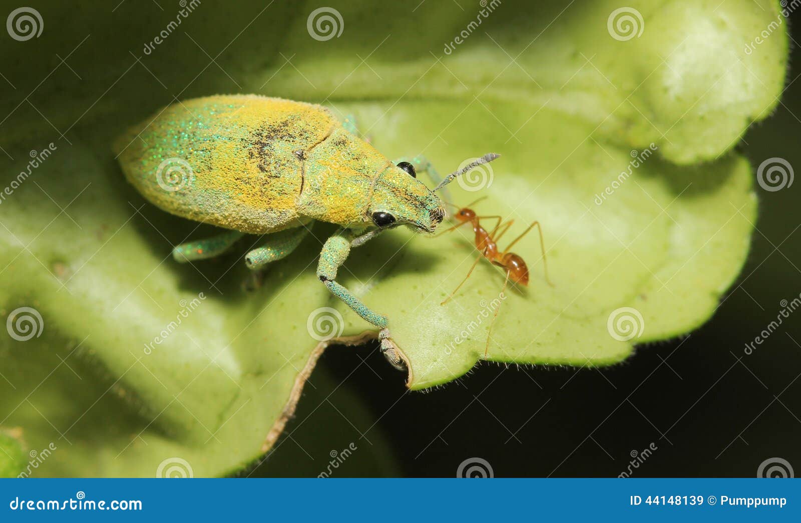 Close Up Green Weevil on Leaf in Garden Stock Image - Image of color ...
