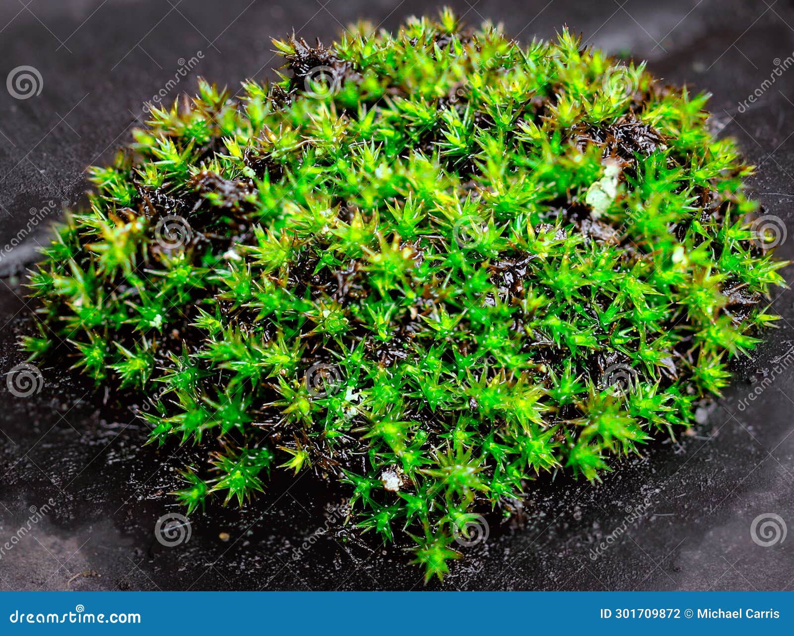 Close-up Green Wet Moss Growing on Hard Surface Stock Photo - Image of ...
