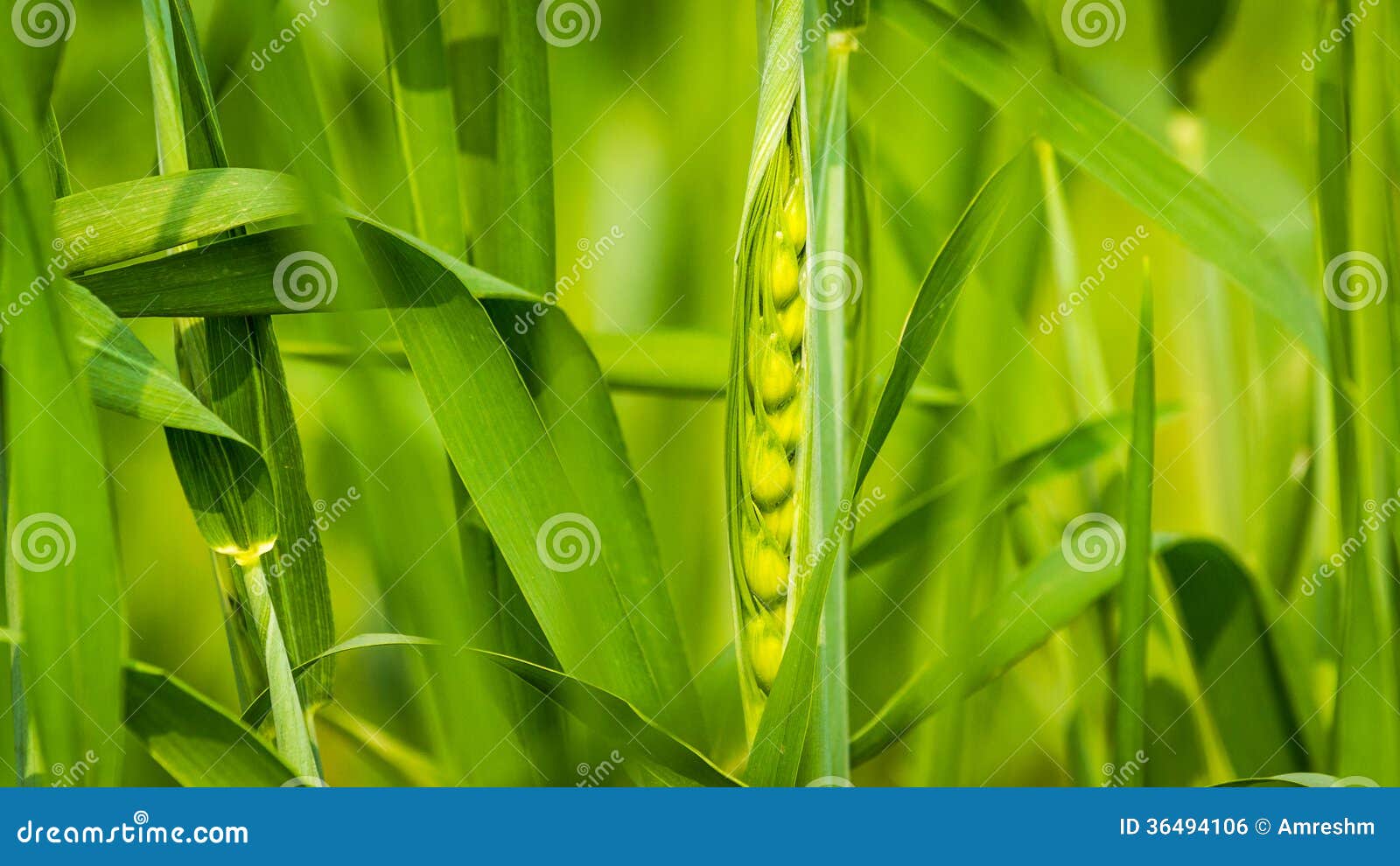 Close Up of Green Wheat Stem Stock Photo - Image of green, vegetation ...